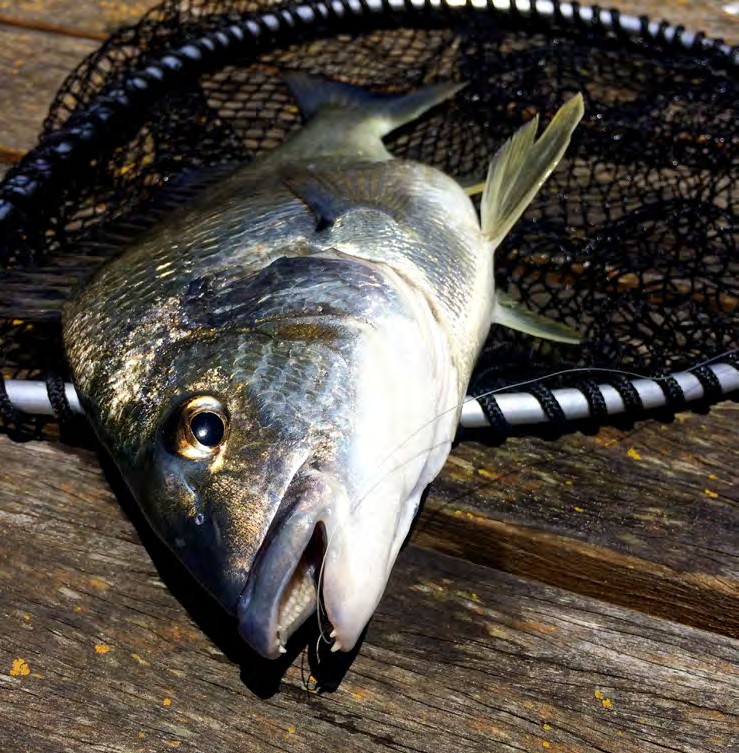 OUTSMARTING BREAM WITH BAIT Pocketmags South Australian Angler