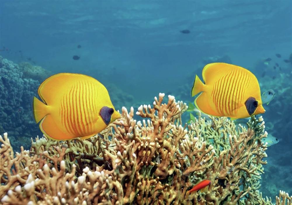 A VISUAL GUIDE TO BUTTERFLYFISHES | Practical Fishkeeping Practical ...